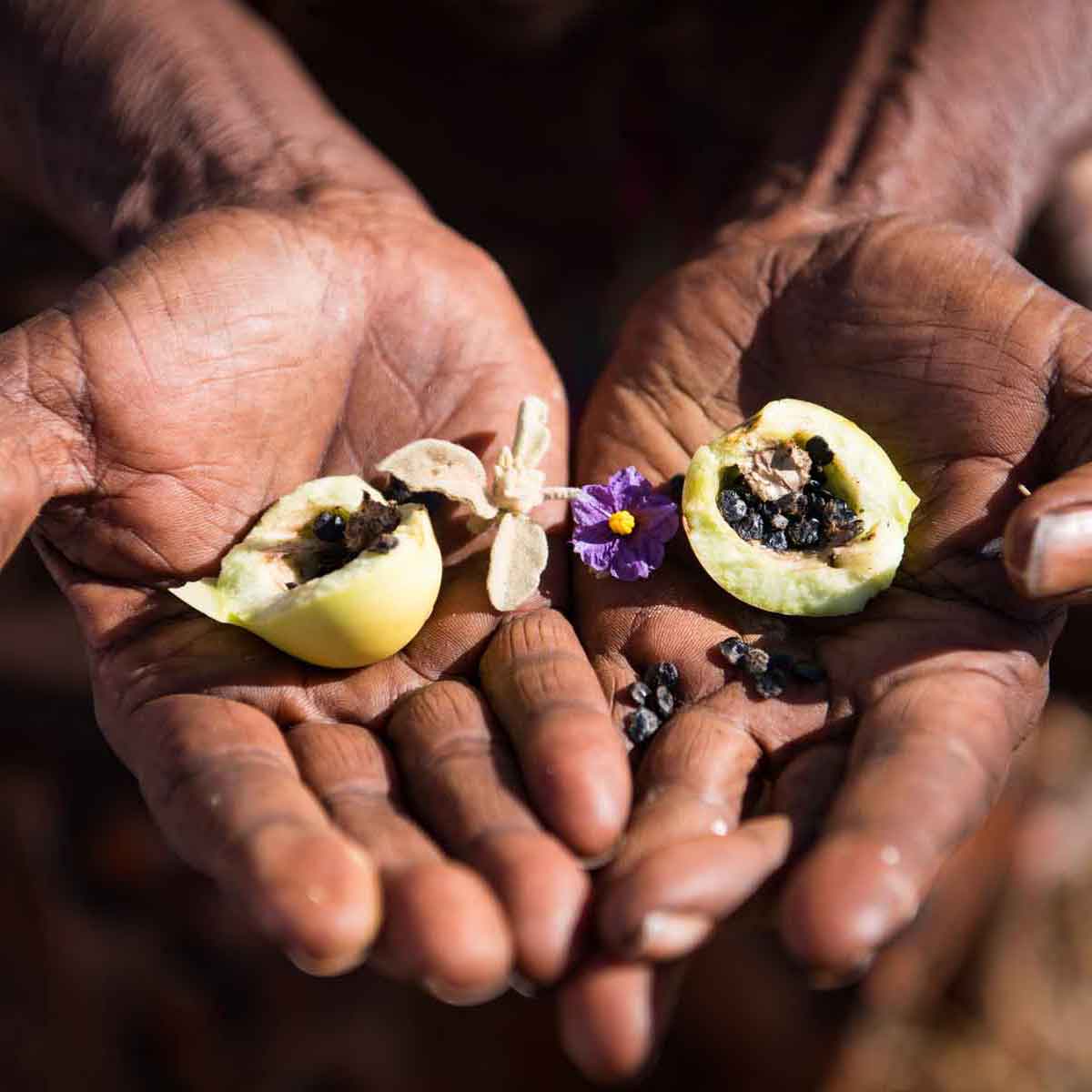 Awelye Atnwengerrp Exhibition - Utopia Lane Gallery